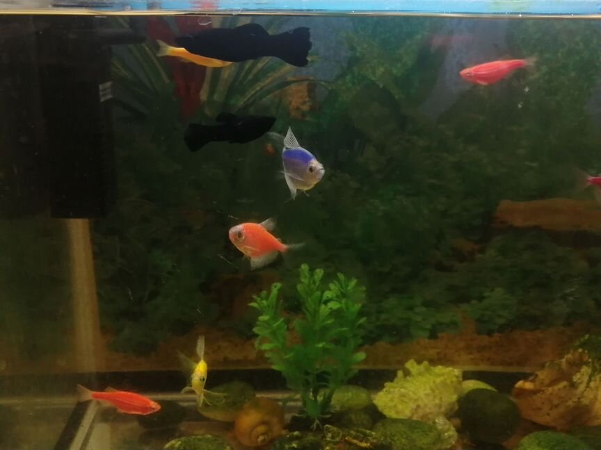 Аквариумные рыбки