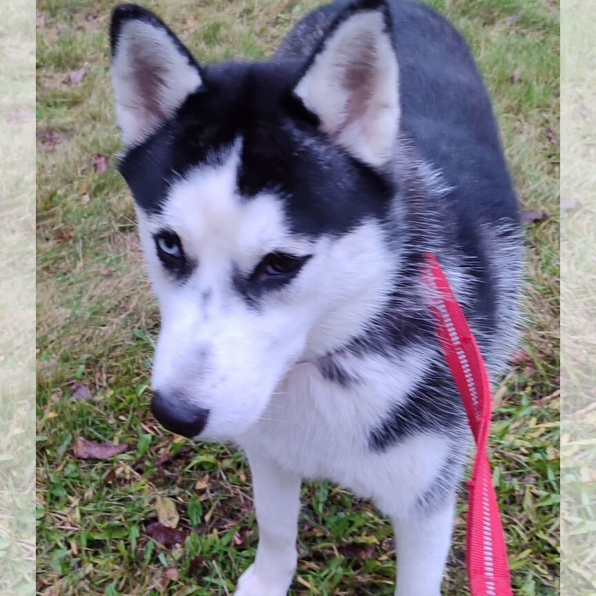 Сибирский хаски, щенок