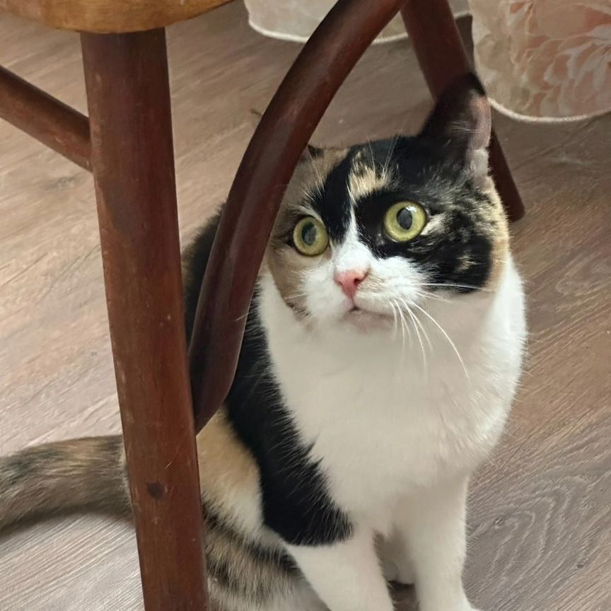 Взрослая, Девочка кошка в добрые руки