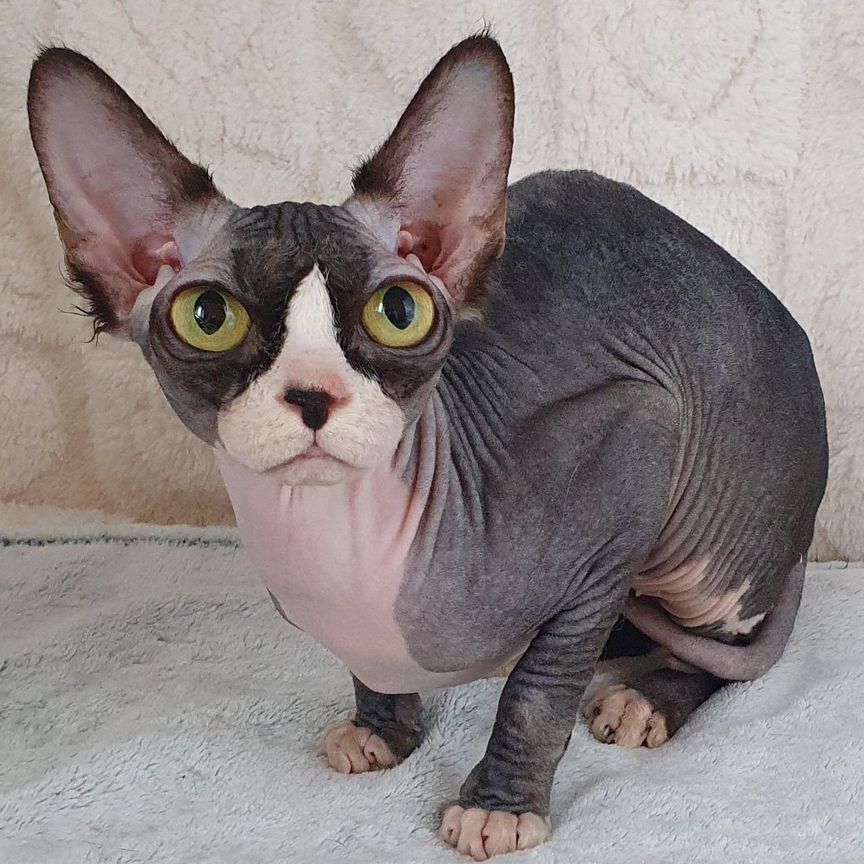 Канадский сфинкс котёнок