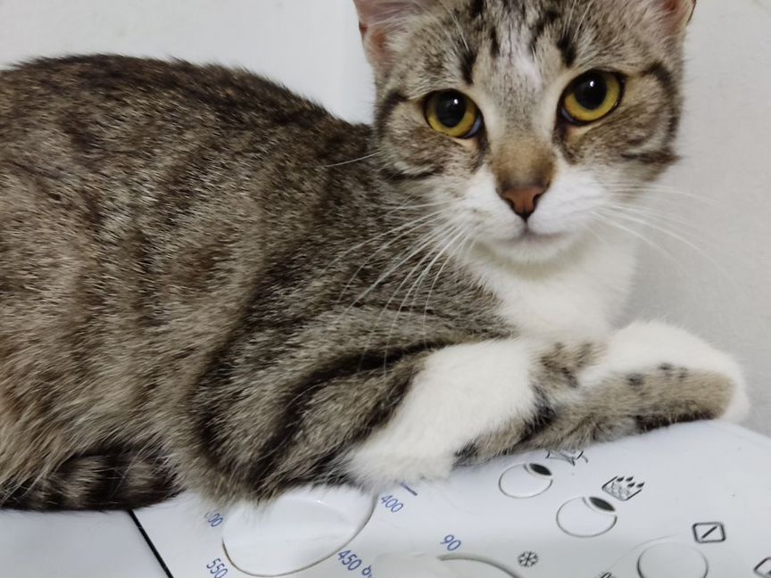 Котенок девочка в добрые руки