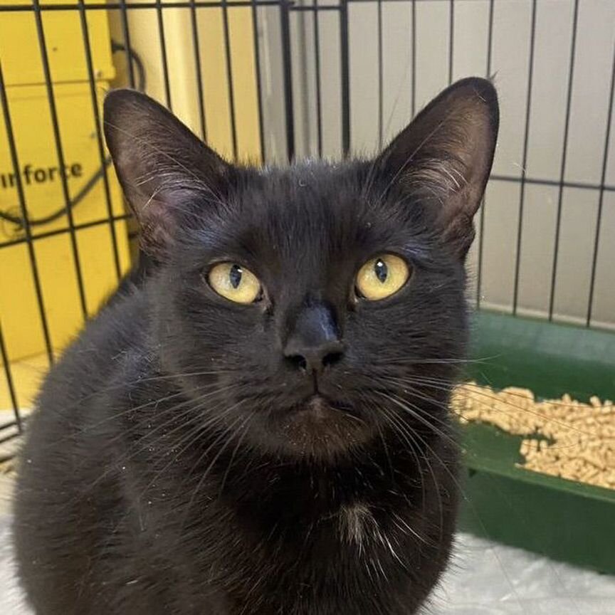 Ласковая кошечка Жасмин в добрые руки