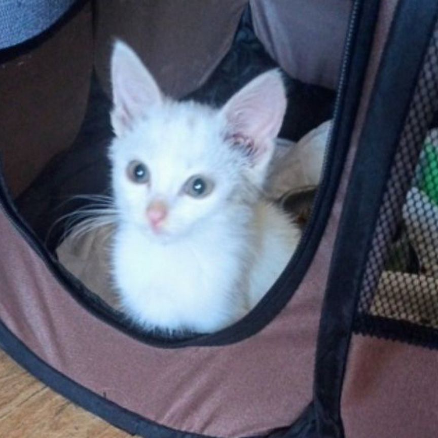 Подберу котят на любой запрос