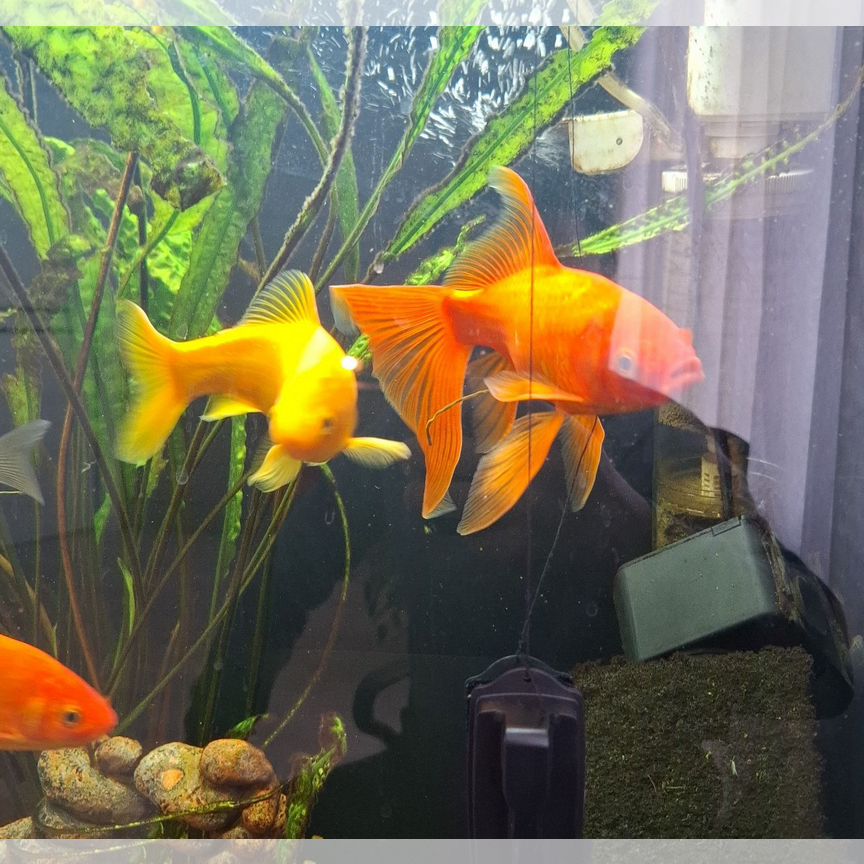 Золотые рыбки