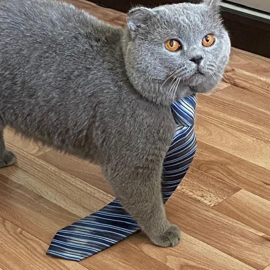 Британский кот вязка