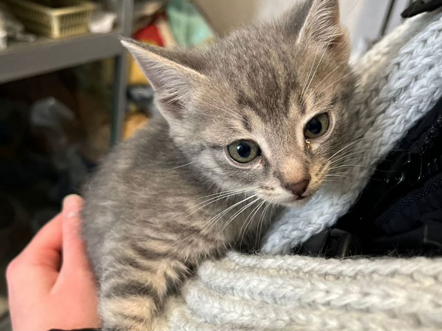 Котята из приюта