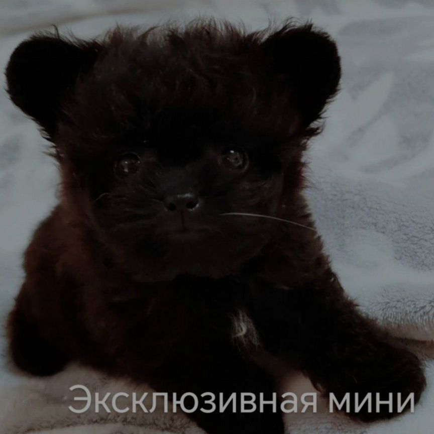 Пудель, щенок