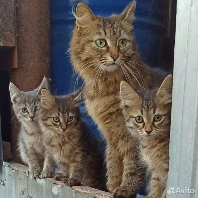 Казань. 4 котëнка. Мальчики