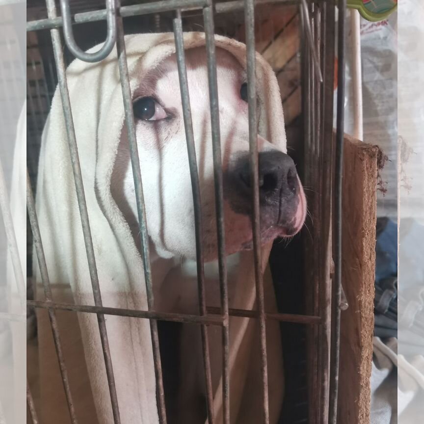 Американский стаффордширский терьер, взрослый пёс