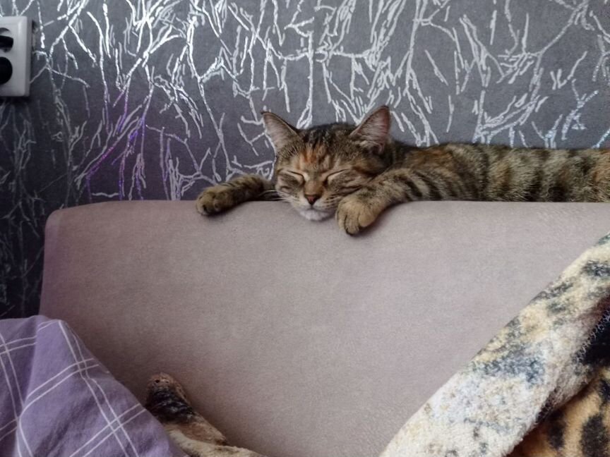 Кошка отдам в хороший руки