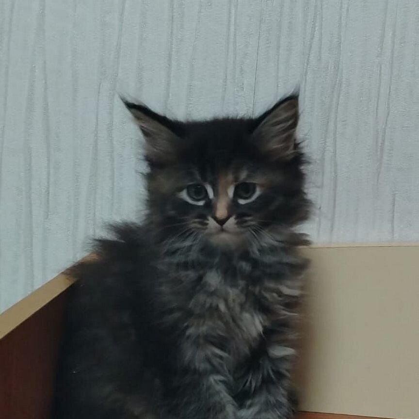 Мальвина ищет дом