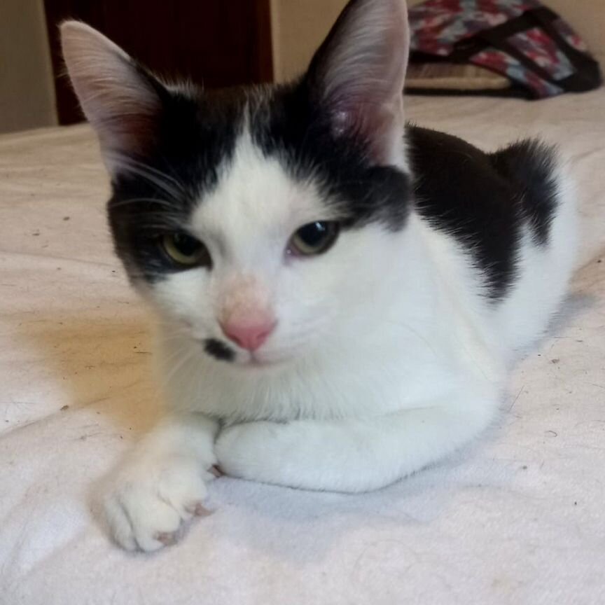 Котенок ищет дом