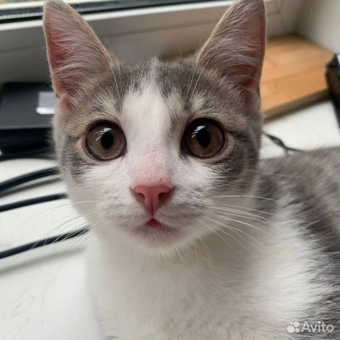 Котенок Буся ищет дом