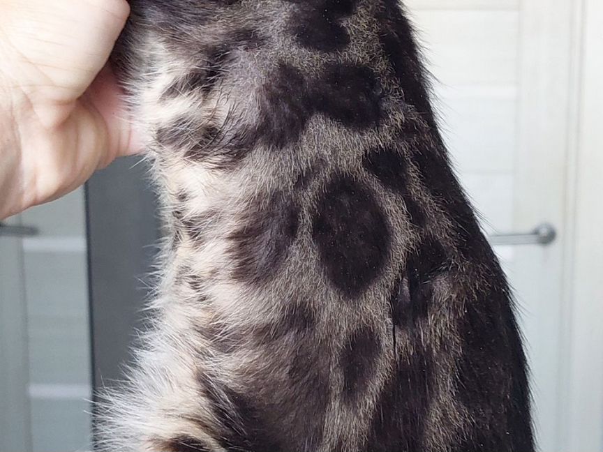 Мальчик бенгал