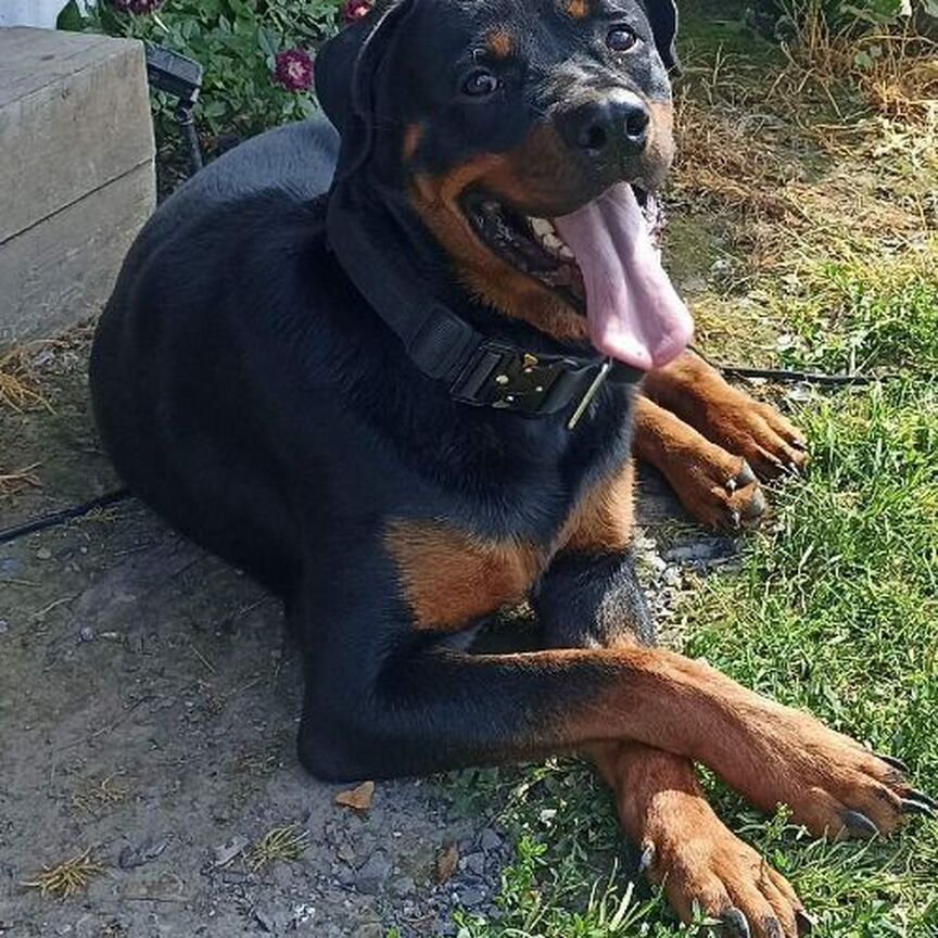 Ротвейлер, вязка