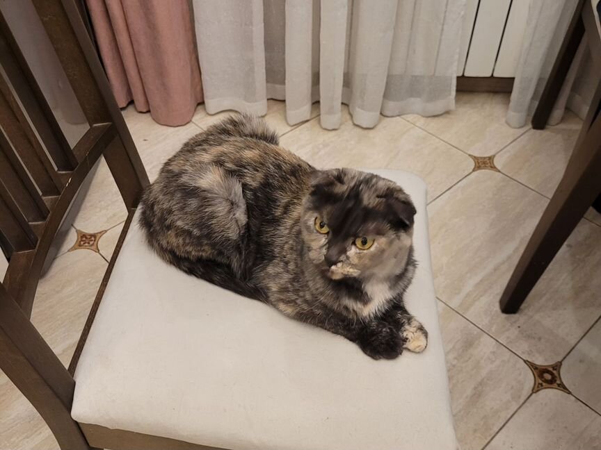Кошка