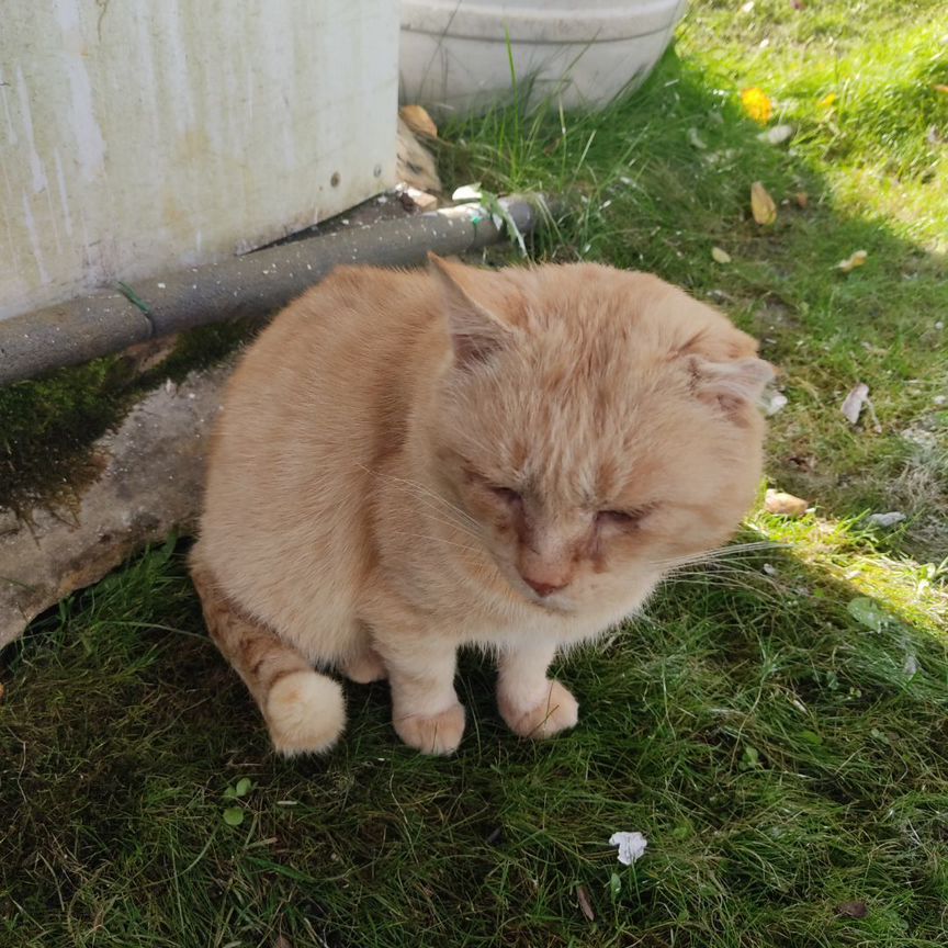 Дачные котики