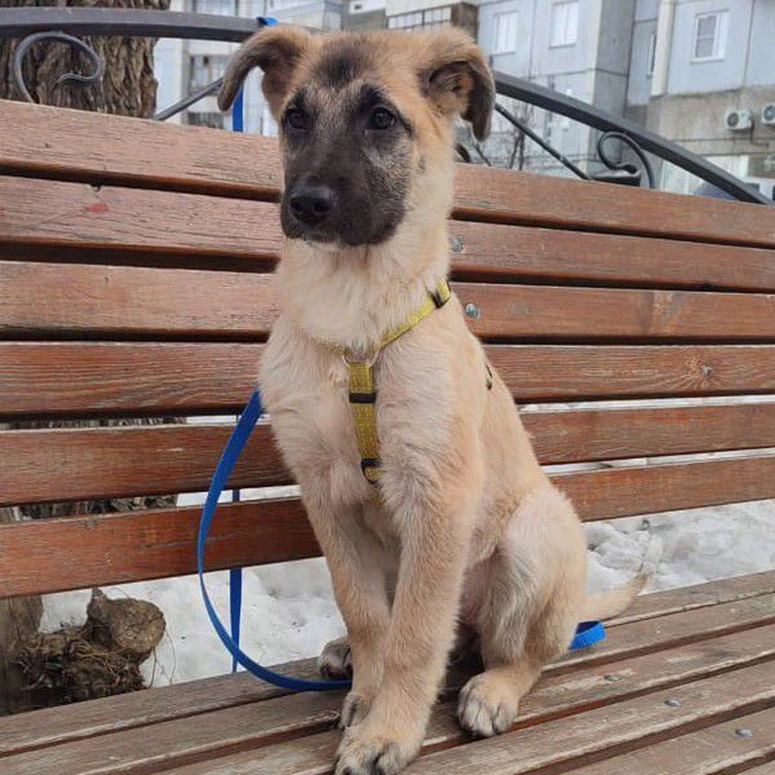 Щенок в добрые руки