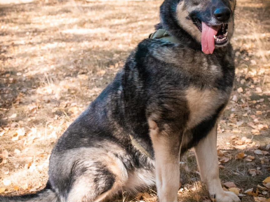 Преданная собачка в поиске лучшего дома