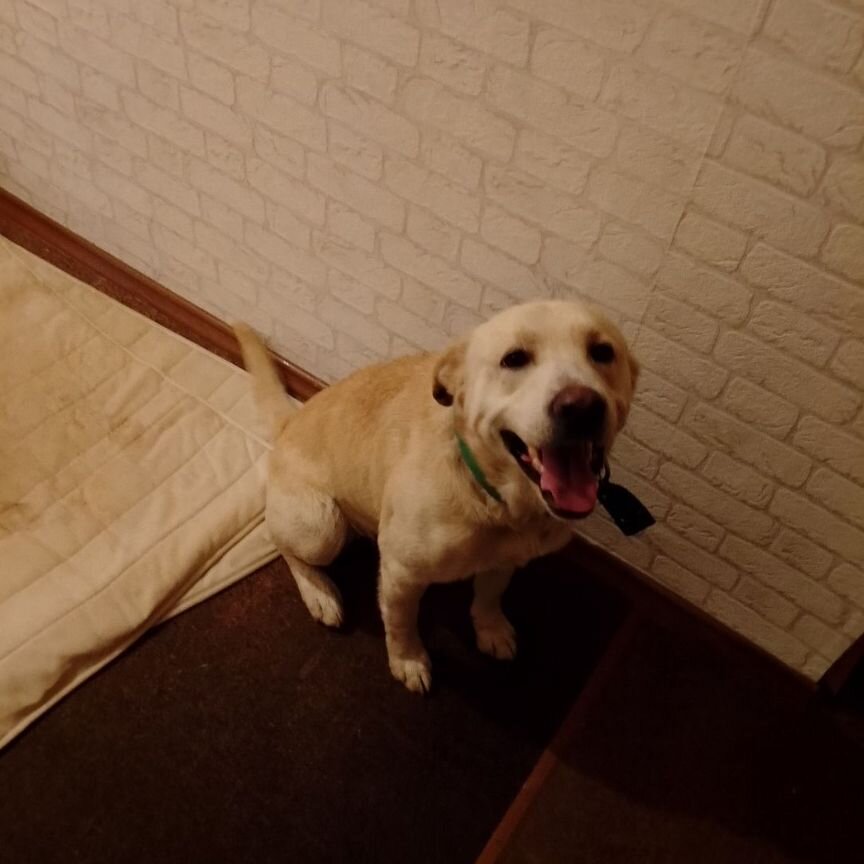 Отдам в хорошие руки лабрадора(помесь)