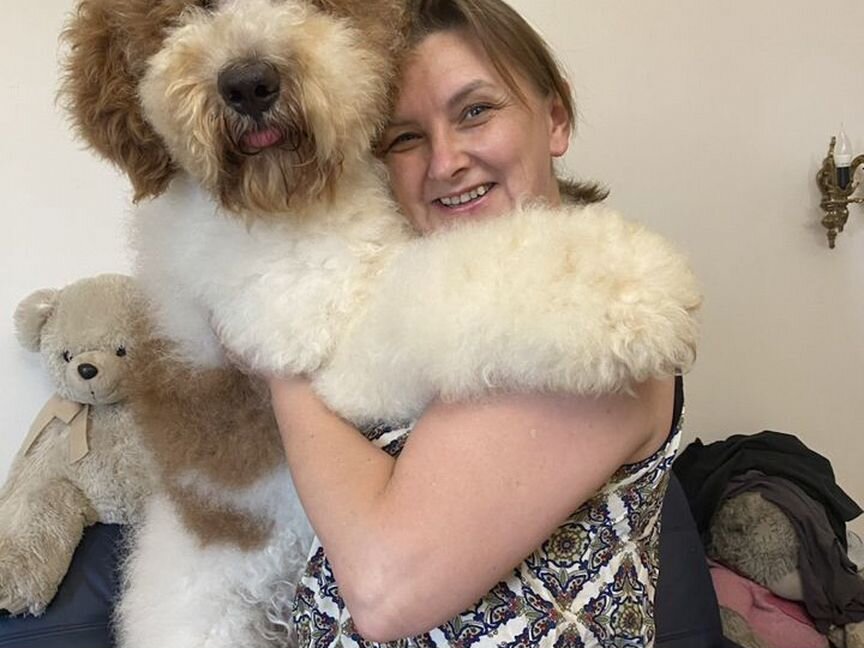 Китайский императорский пудель