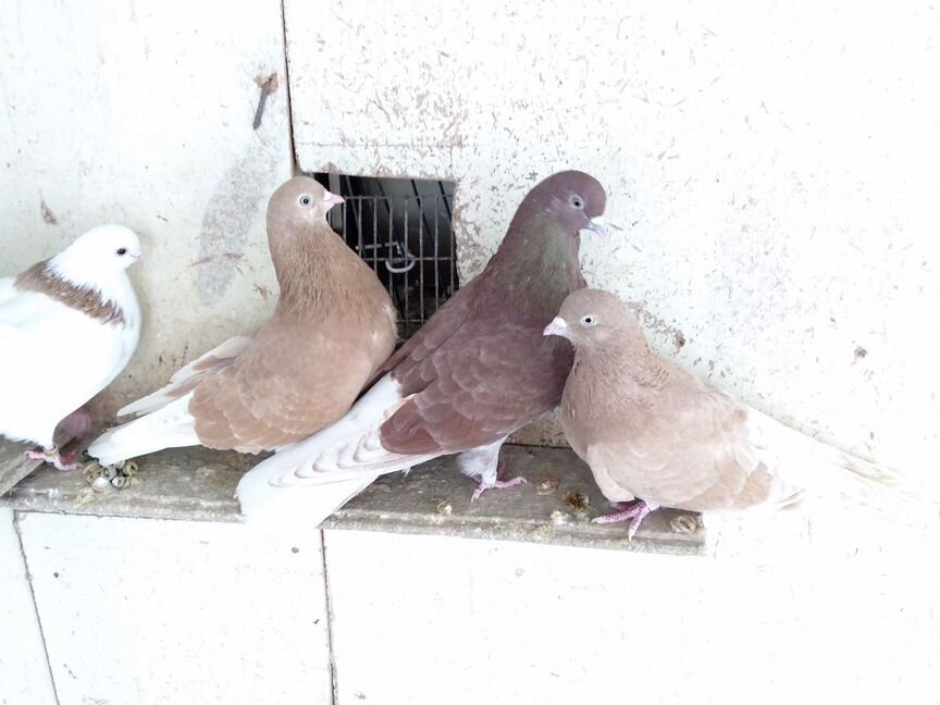 Ижевские голуби