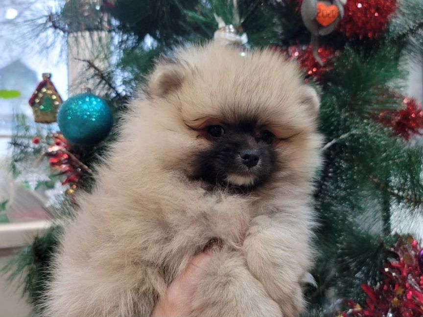 Померанский шпиц