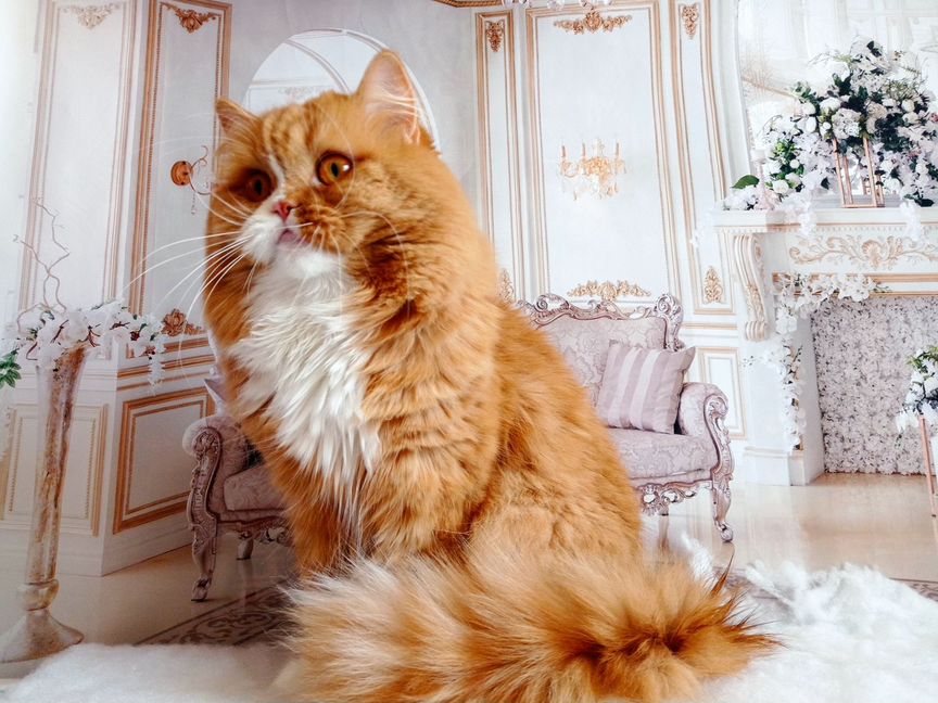 Шотландская, хайленд страйт