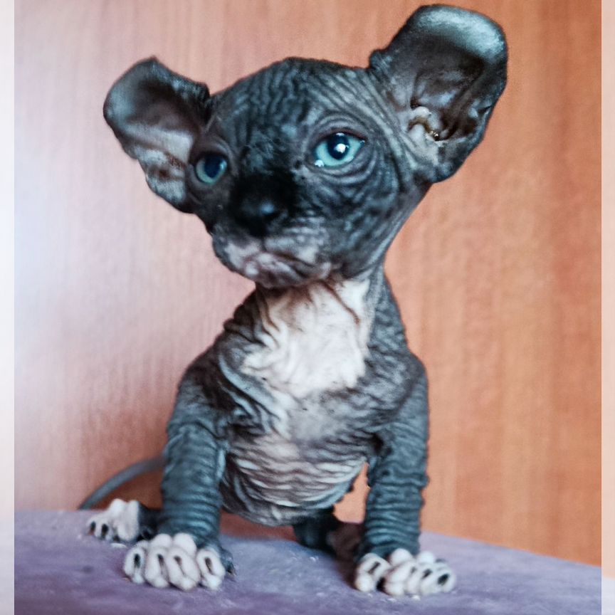 Канадский сфинкс котёнок