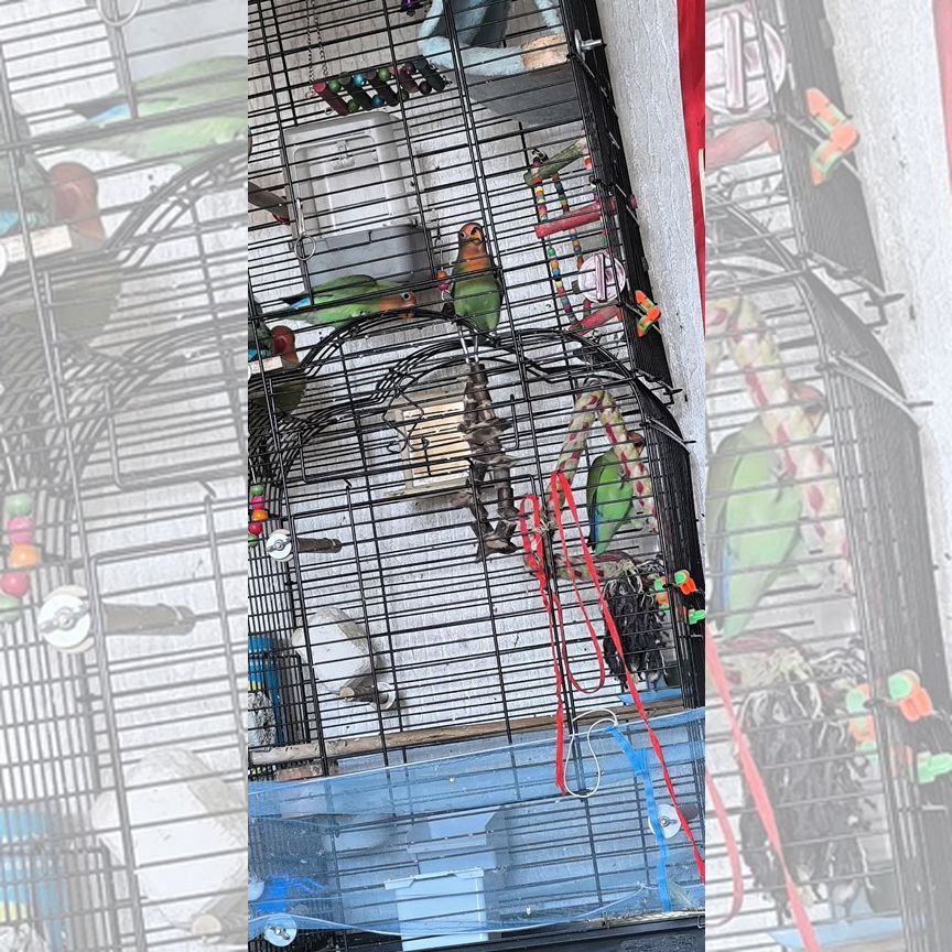 Попугай неразлучники