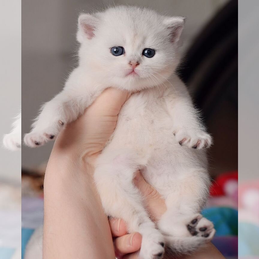 Шотландский прямоухий короткошёрстный котёнок