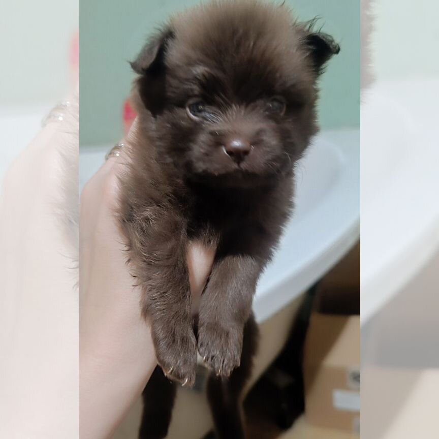 Немецкий шпиц, щенок