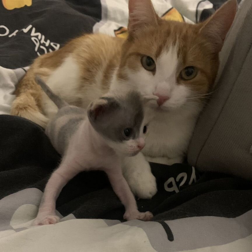 Котята в добрые руки