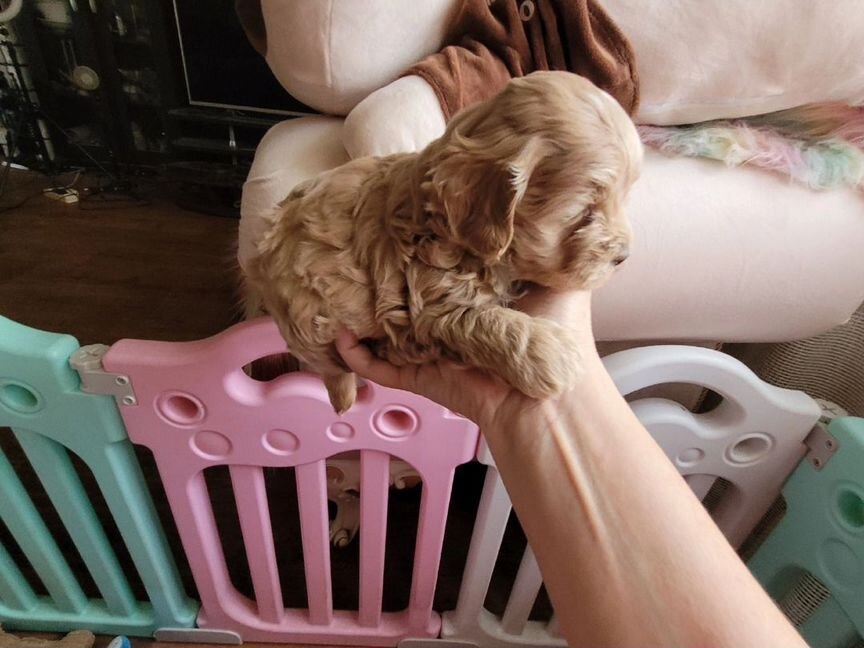 Мальтипу под ёлочку