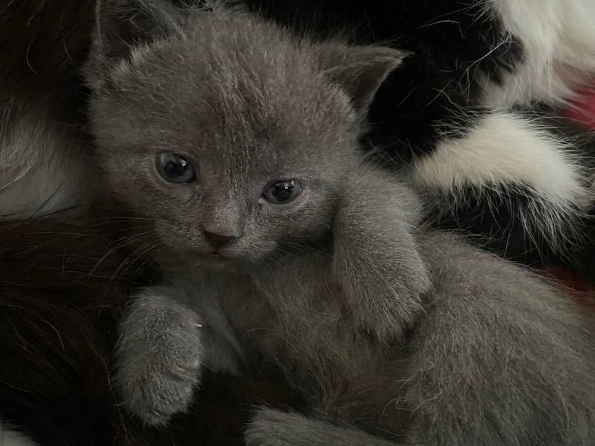 Серенький котеночек, бесплатно