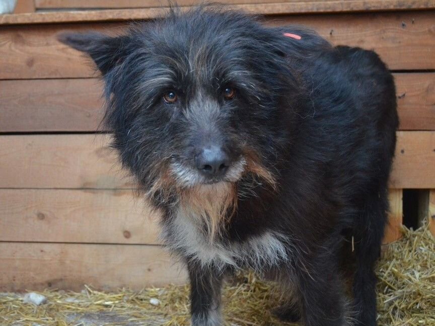 Отдам крупного доброго молодого песика