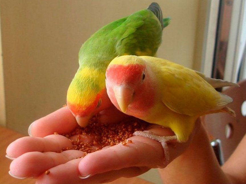 Семья попугаев неразлучки с клеткой