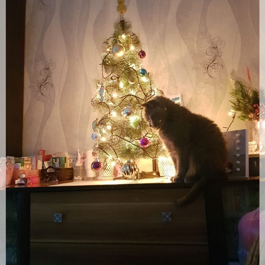 Британская короткошёрстная кошка, взрослая