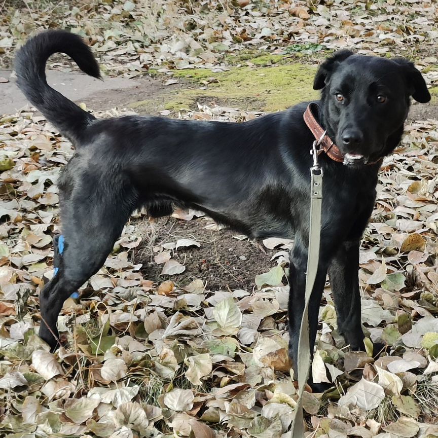 Лабрадор-ретривер, щенок