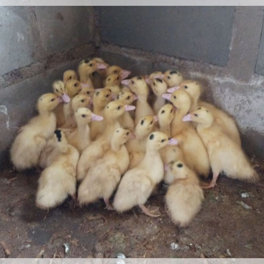 Продам утка мулард