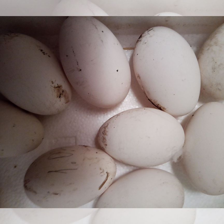 Инкубационное яйцо гусей