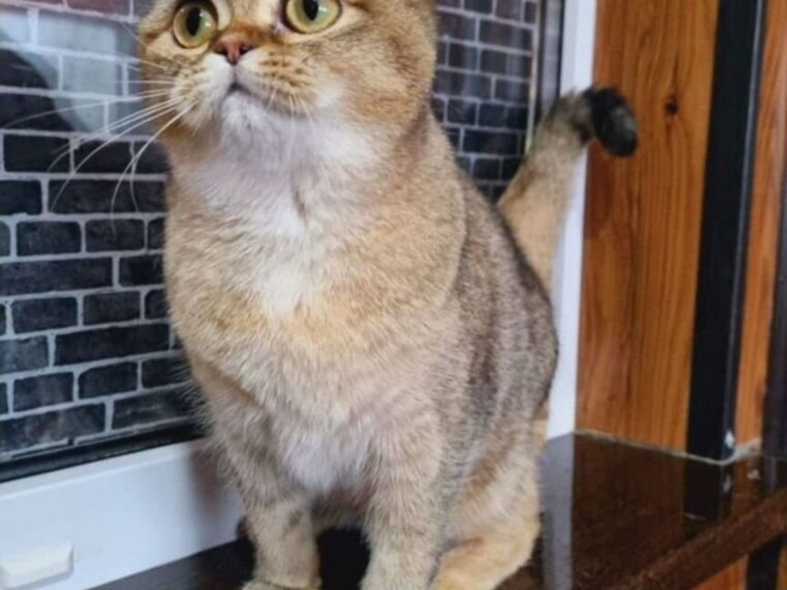 Девочка с кукольной мордачкой SFS71 fy25