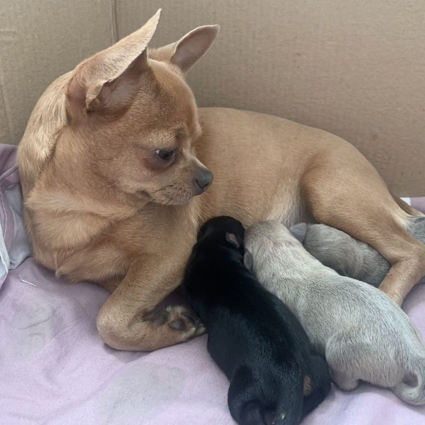 Чихуахуа, щенок