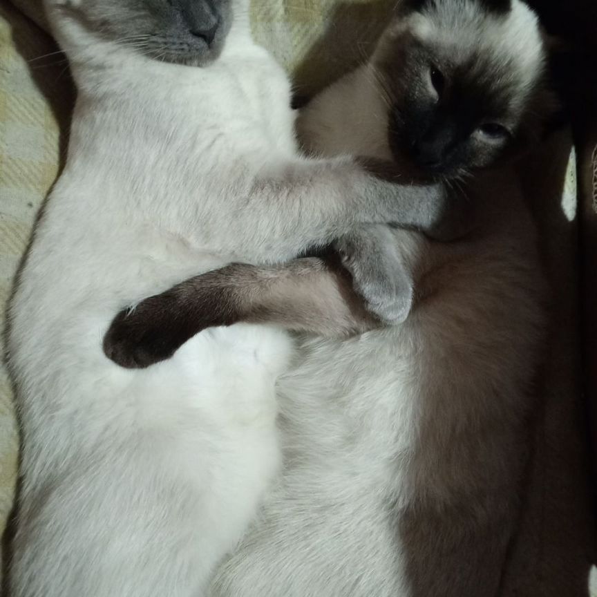 Коты в добрые руки бесплатно