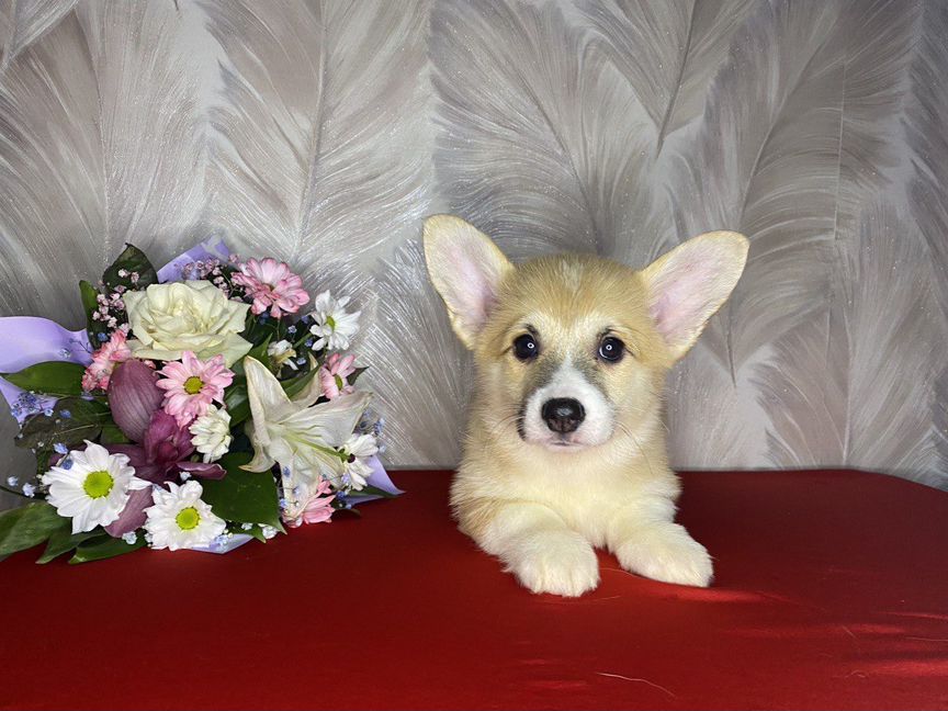 Вельш-корги пемброк