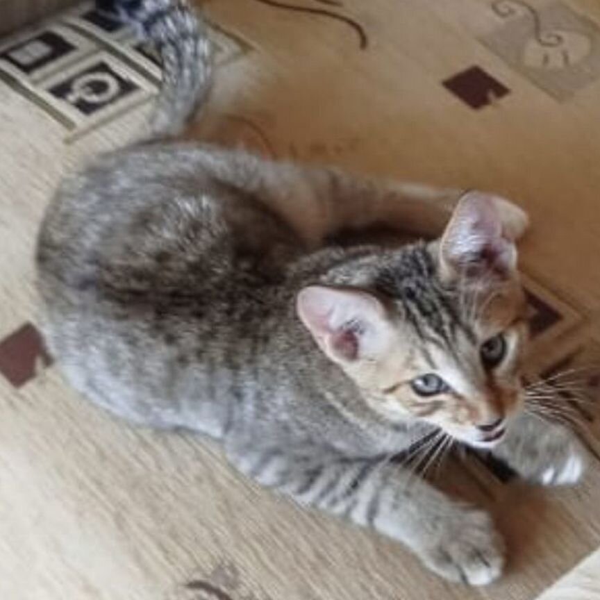 Котёнок мальчик бесплатно