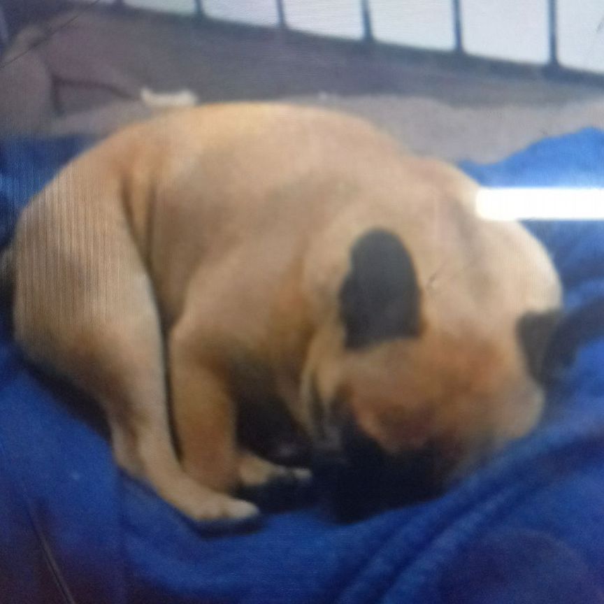 Французский бульдог, взрослый пёс