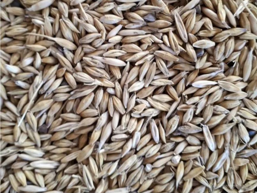 Продам фуражный ячмень