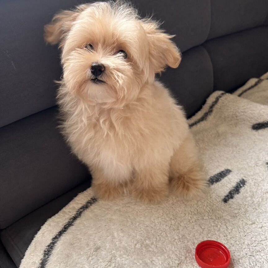 Мальтипу, щенок