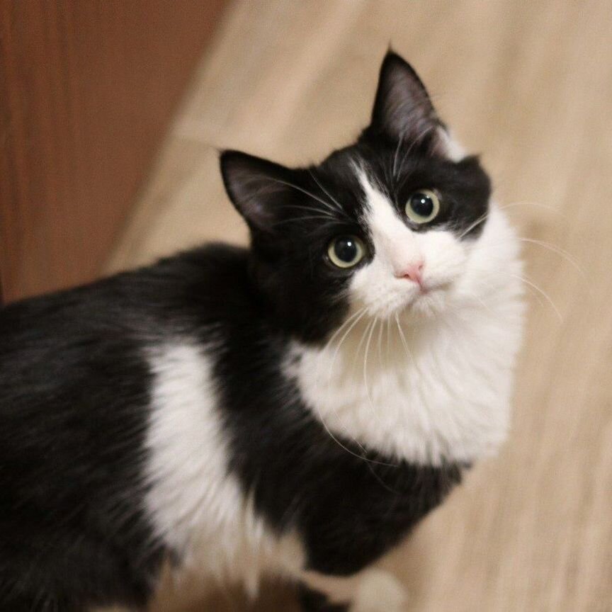 Самый красивый котенок в добрые руки бесплатно